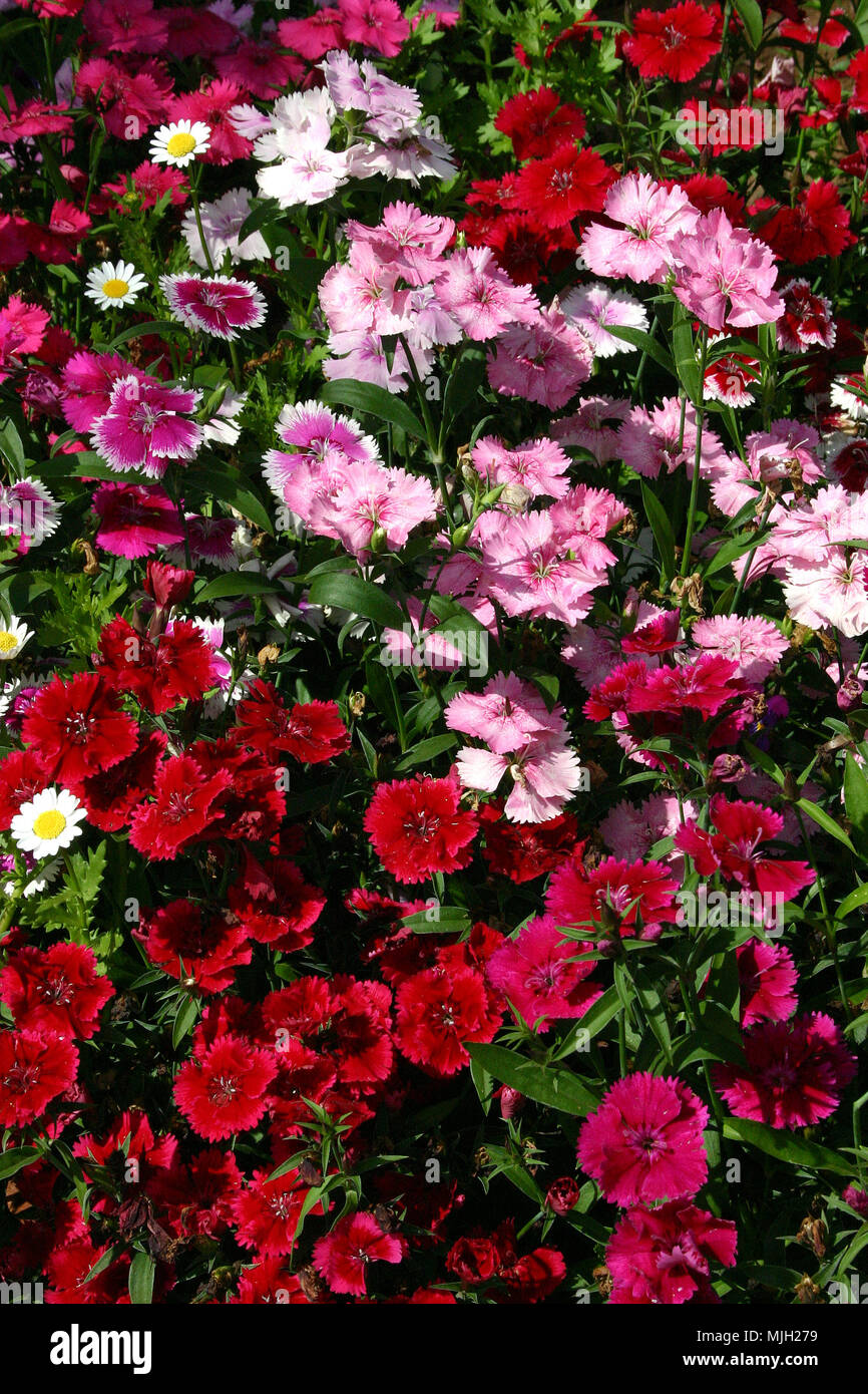 Phlox flowers hi-res stock photography and images - Alamy