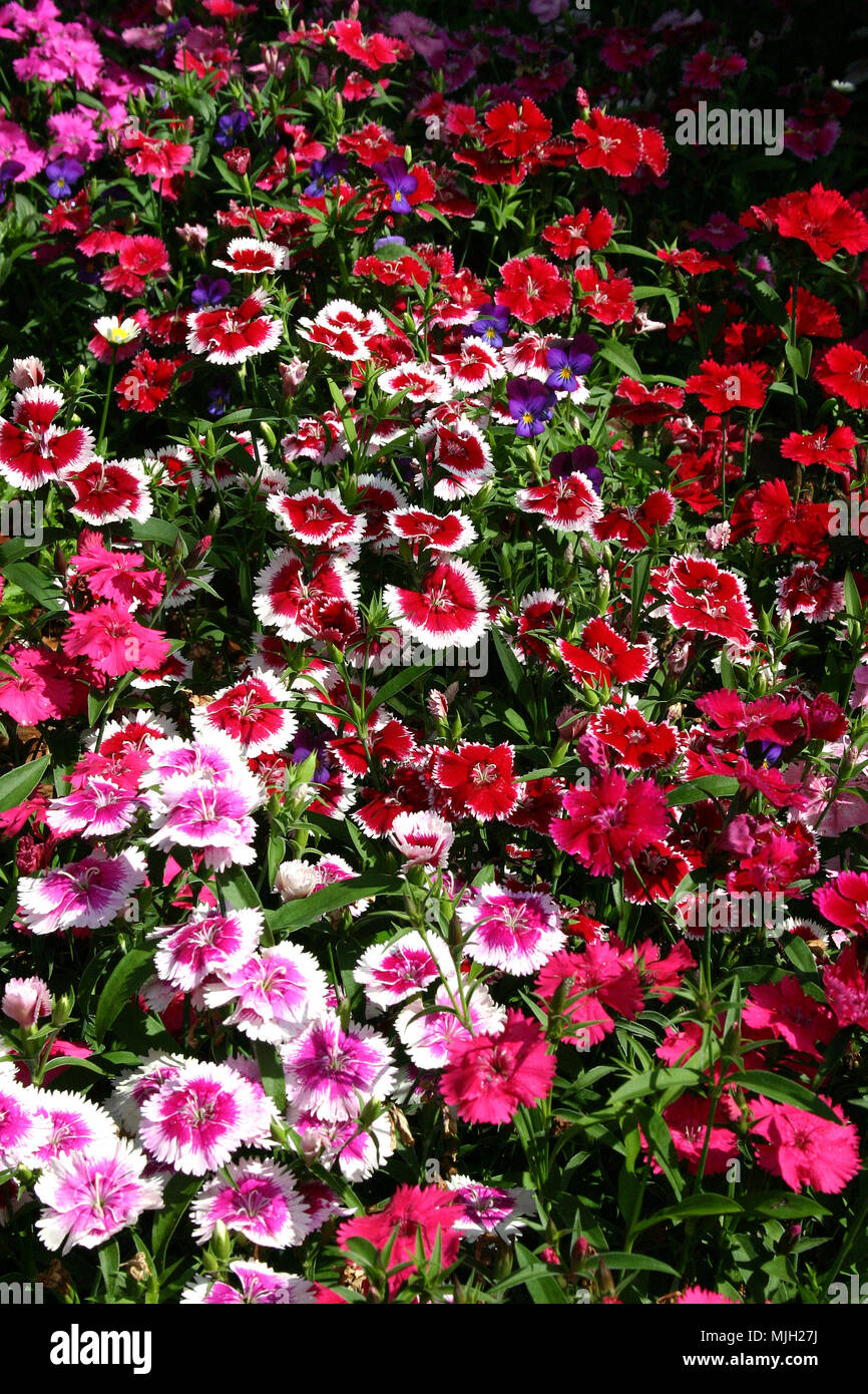 Phlox Flowers High Resolution Stock Photography and Images - Alamy