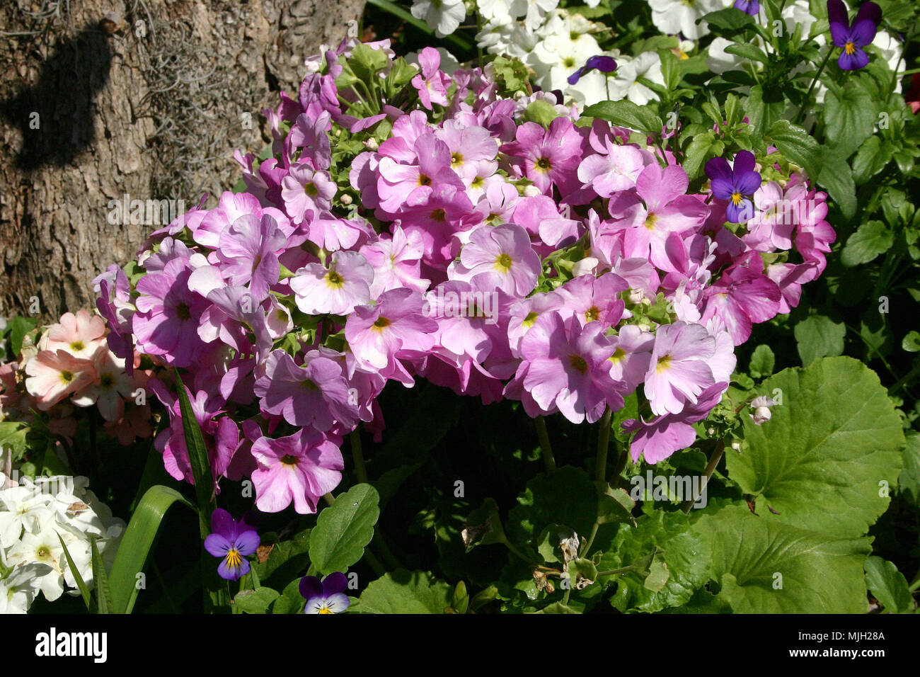 Primula flowers hi-res stock photography and images - Alamy
