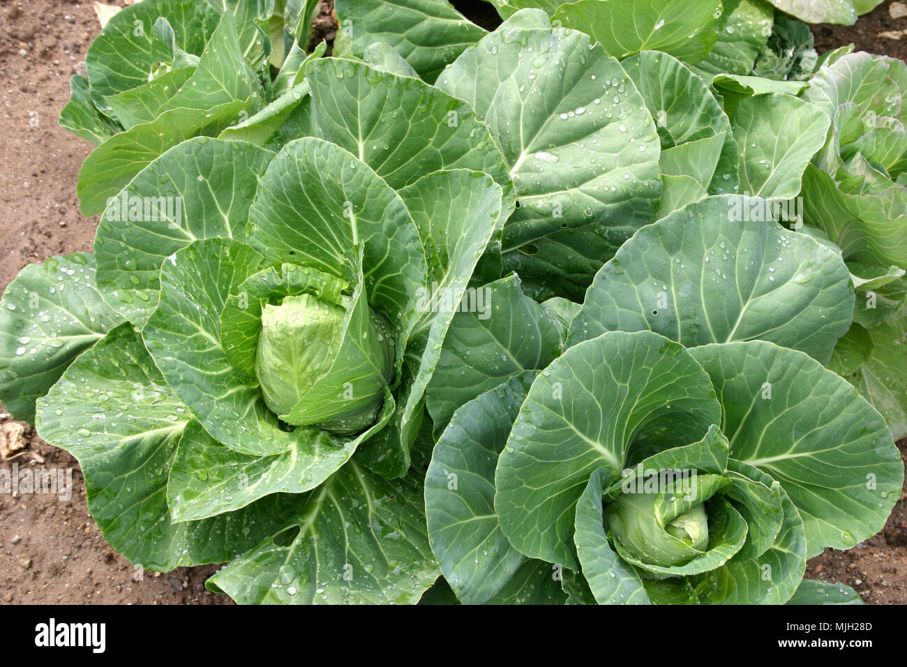 Healthy cabbages growing Stock Photo - Alamy