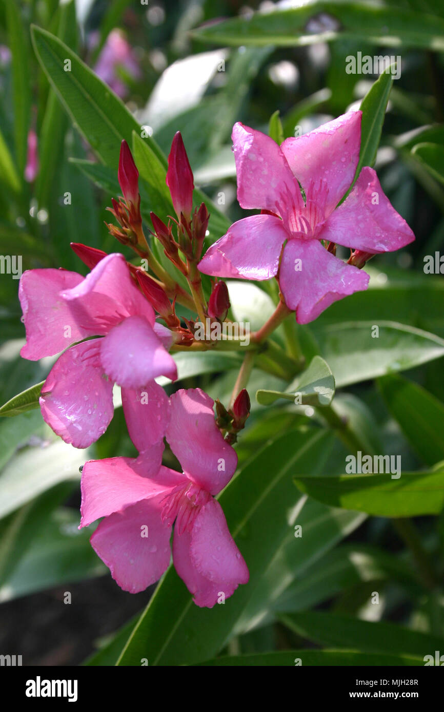 Pink Oleander (Nerium) flowers Stock Photo - Alamy