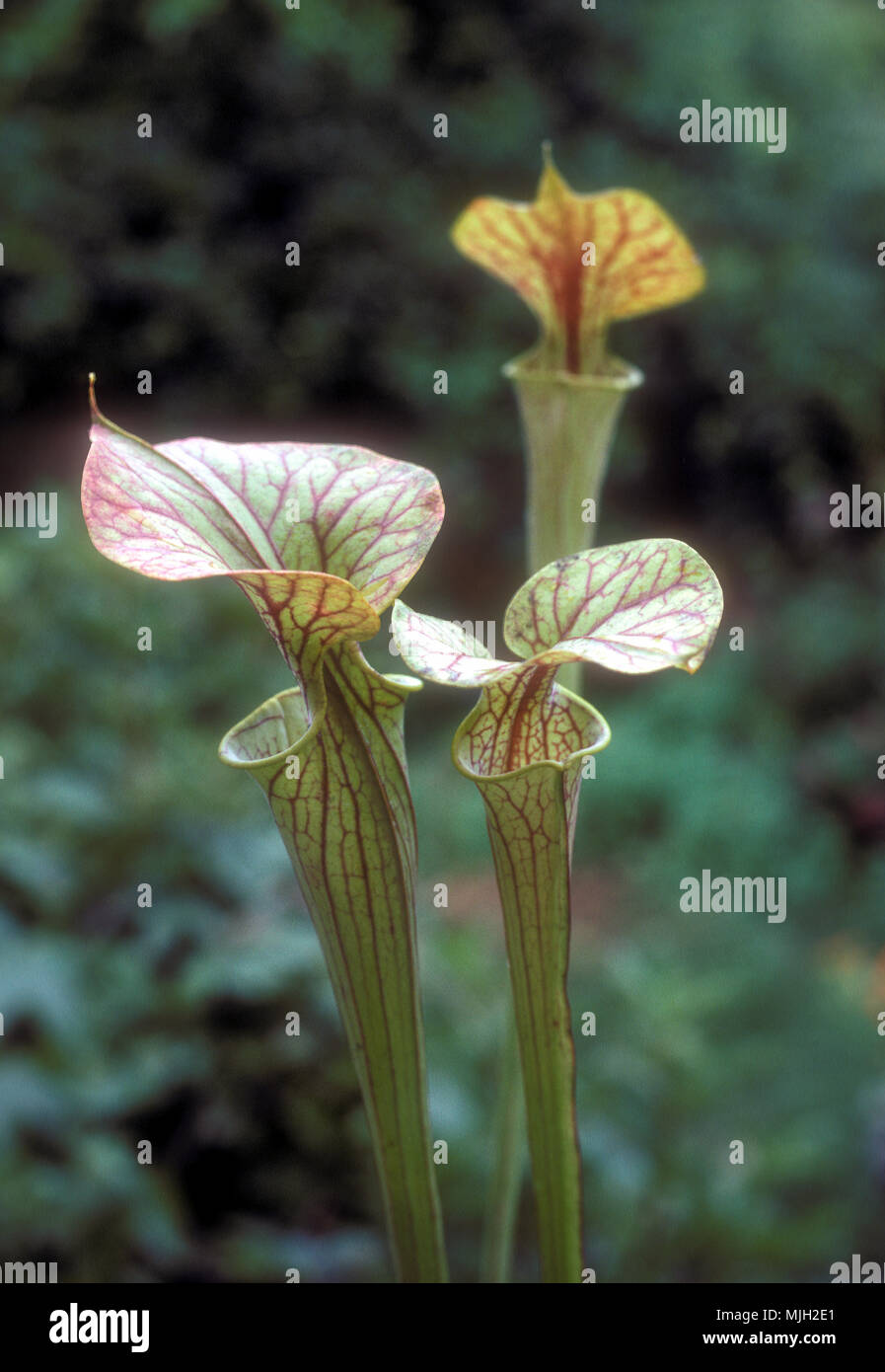 Trumpet pitcher plants hi-res stock photography and images - Alamy