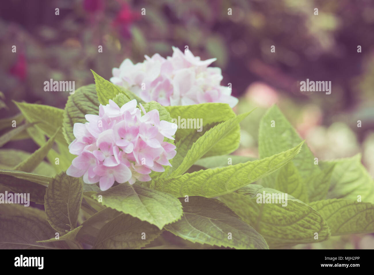 flowers with filter effect retro vintage style Stock Photo - Alamy