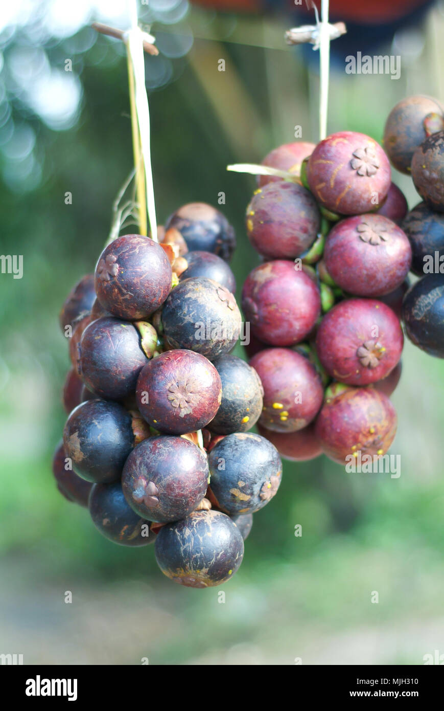 Mangosteen is the Queen of Fruits Stock Photo - Alamy