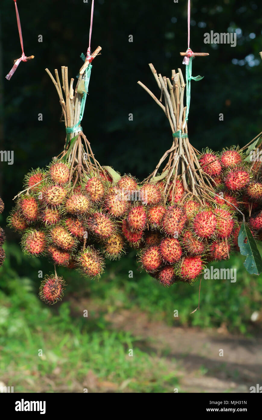 Rambutan or hairy fruit, popular fruit on summer Stock Photo - Alamy