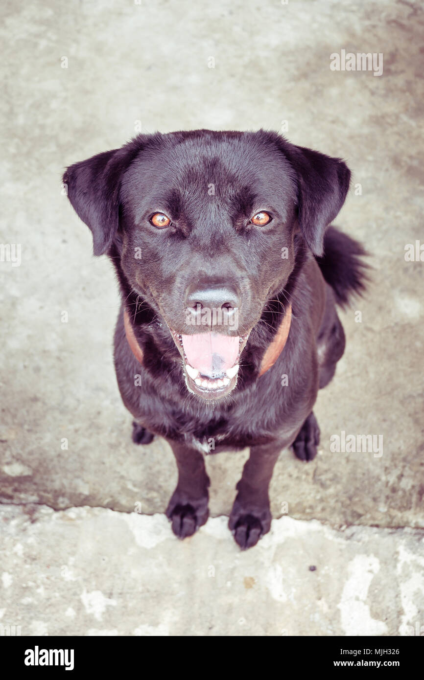 Black labrador dog with filter effect retro vintage style Stock Photo ...