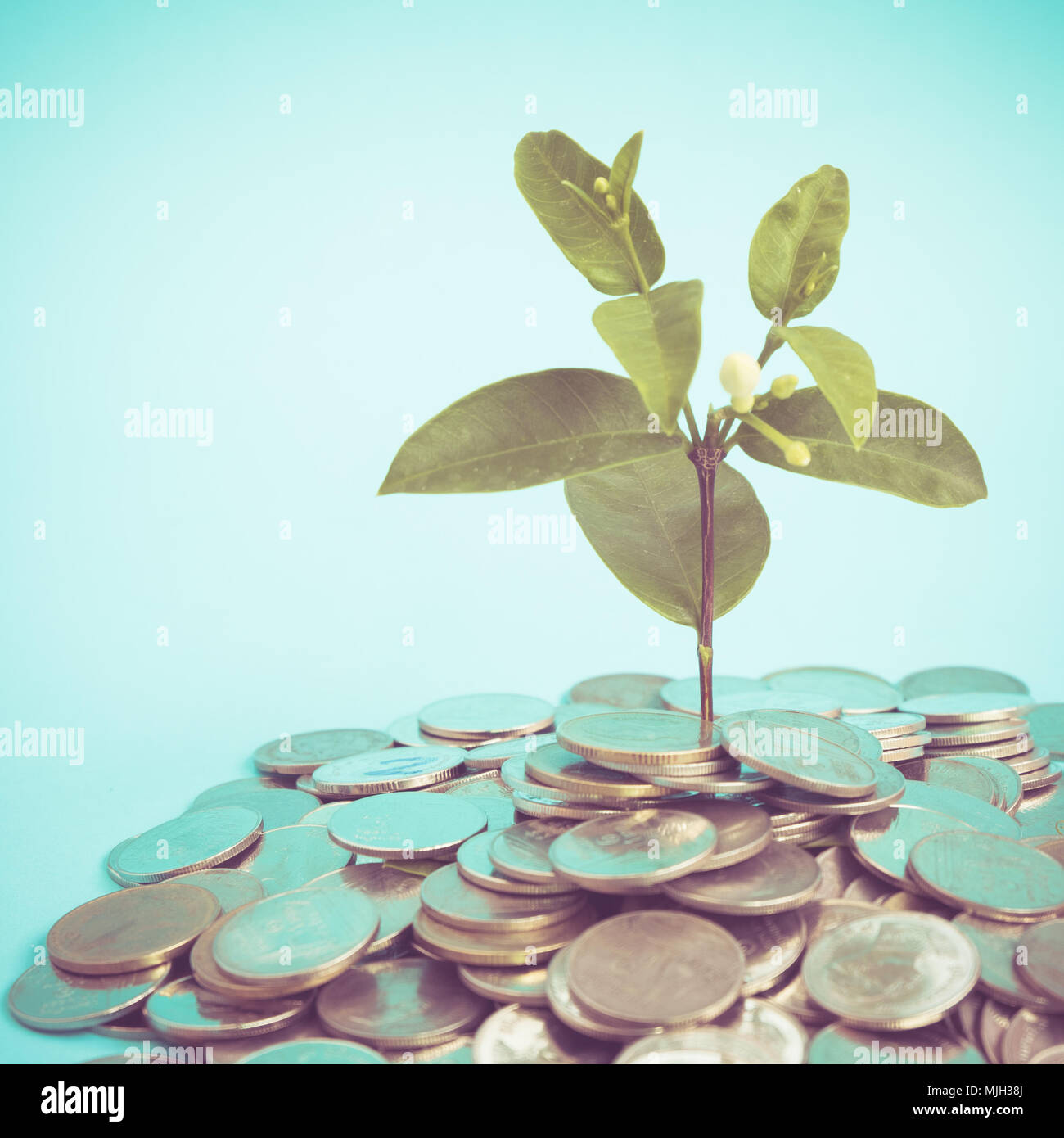plant growing out of coins with filter effect retro vintage style Stock ...