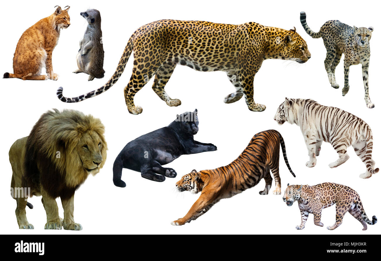 Set of wild mammals isolated over white background, mainly Felidae ...