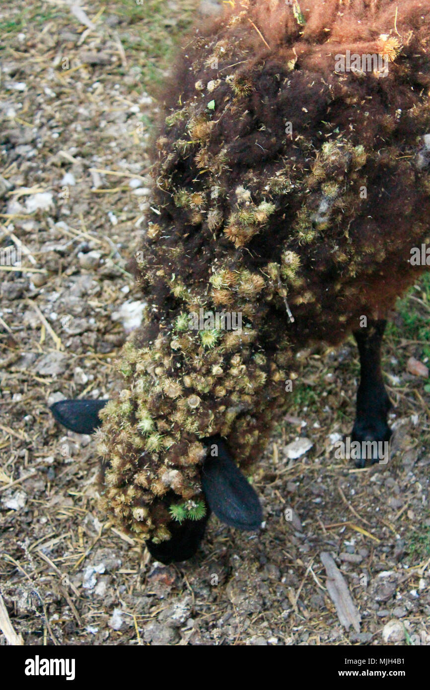 Burrs animal hi-res stock photography and images - Alamy