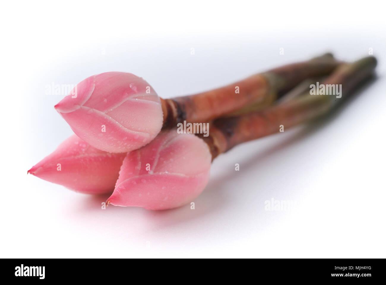 Ginger bud Cut Out Stock Images & Pictures - Alamy