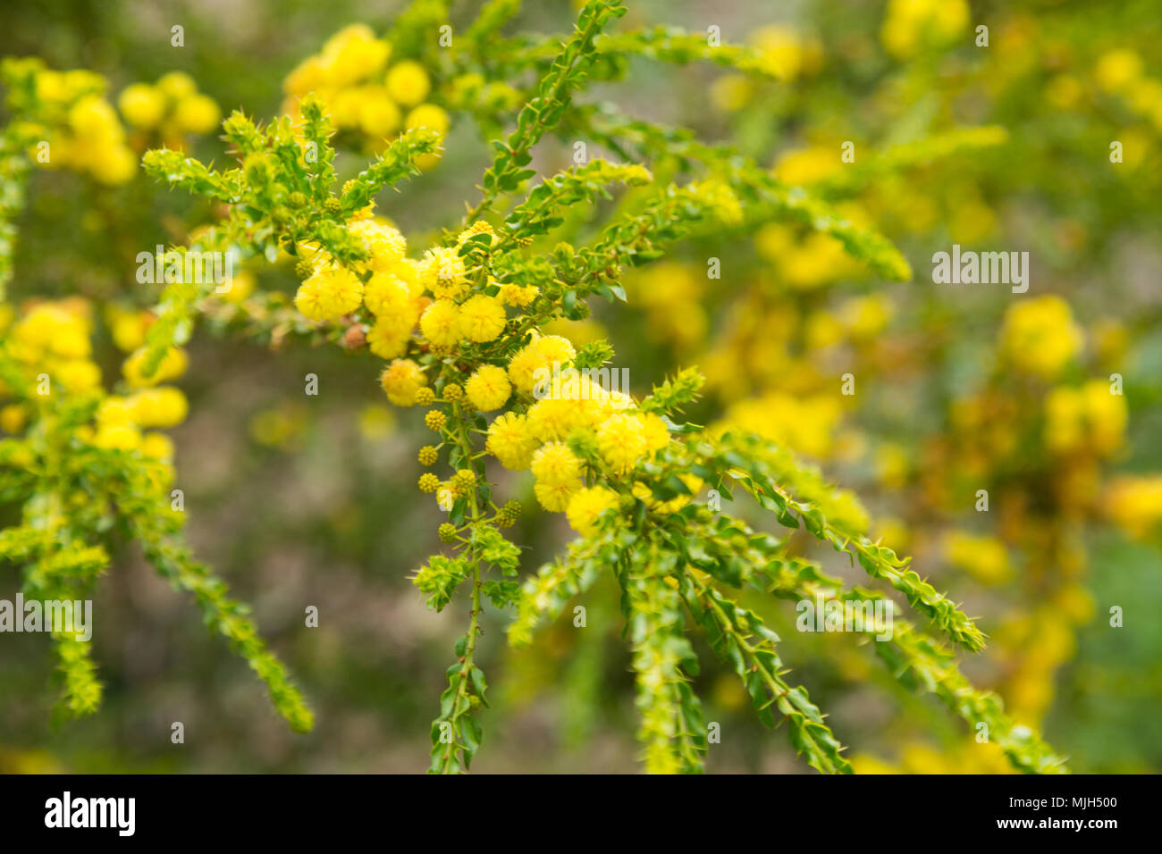 blossoming yellow branches of acacia truncata tree Stock Photo - Alamy