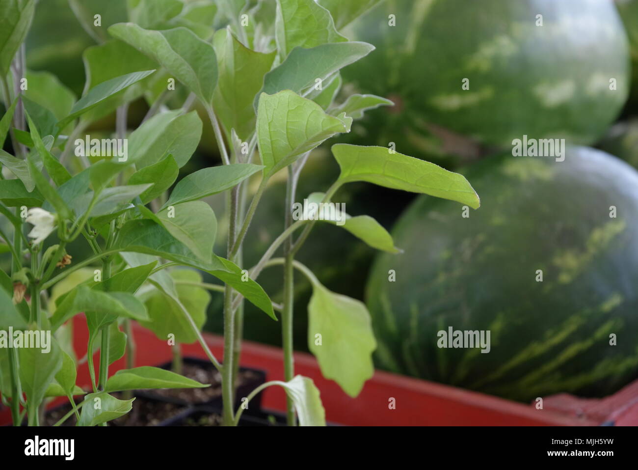 Fresh Farmers Market Spices and Watermelon Produce Stand Stock Photo ...