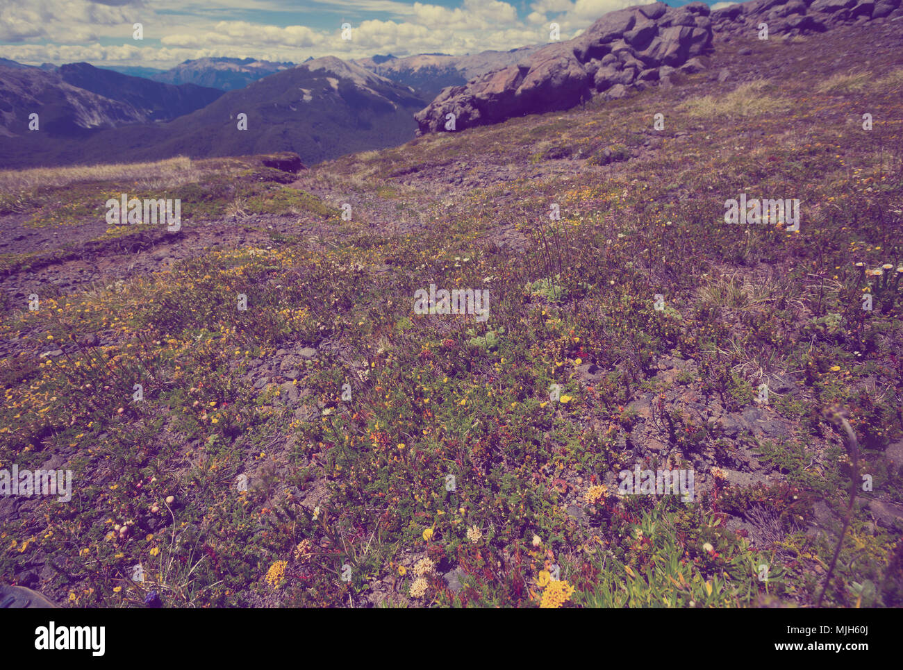 Argentinian Andes with flowering shrubs and mosses and hilltop sunny ...