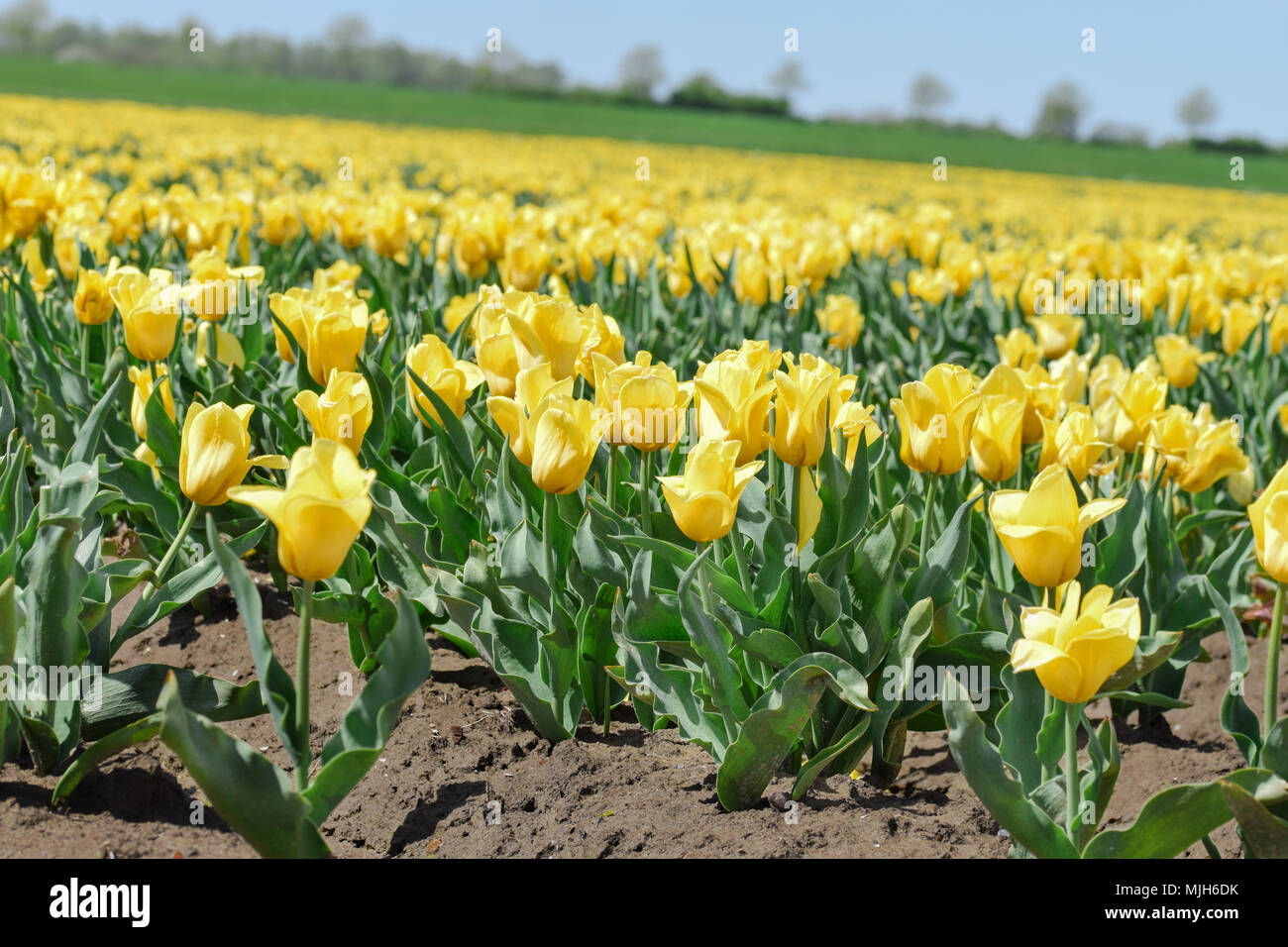 Field of yellow tulips in Holland Stock Photo - Alamy
