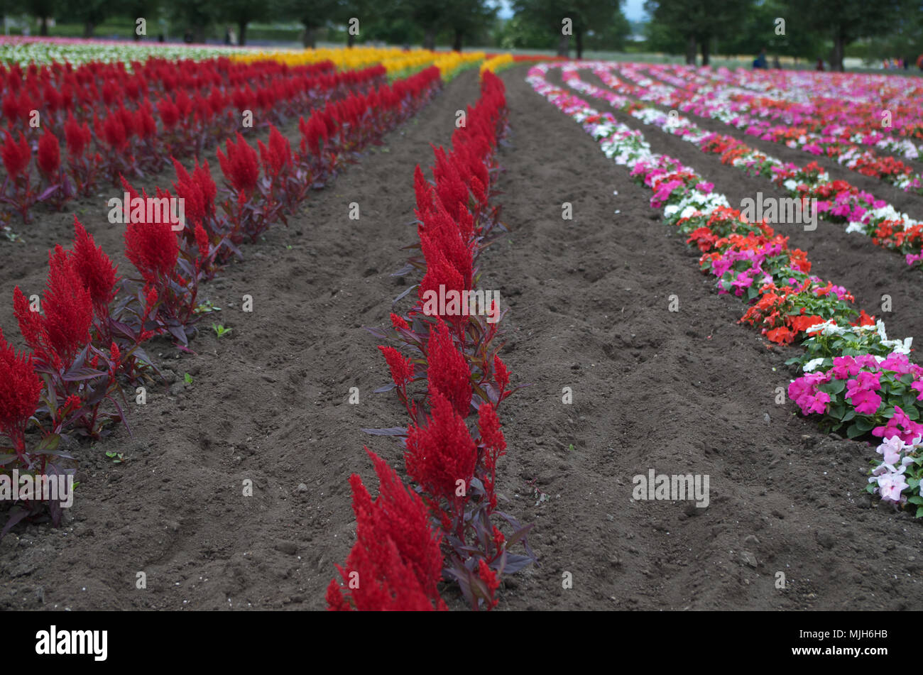 Rows of flowers Stock Photo - Alamy