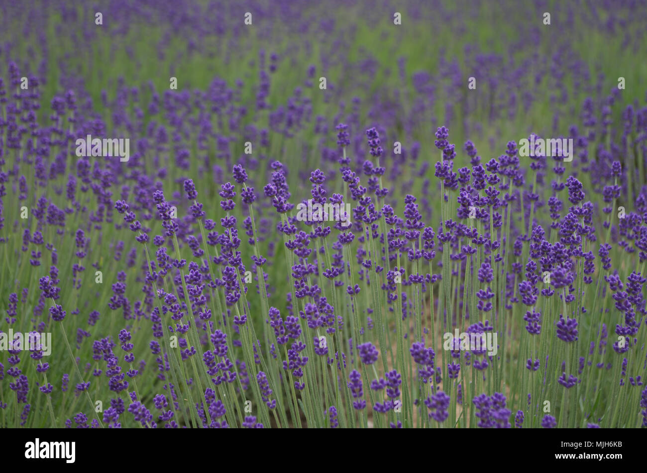 Rows of flowers hi-res stock photography and images - Alamy