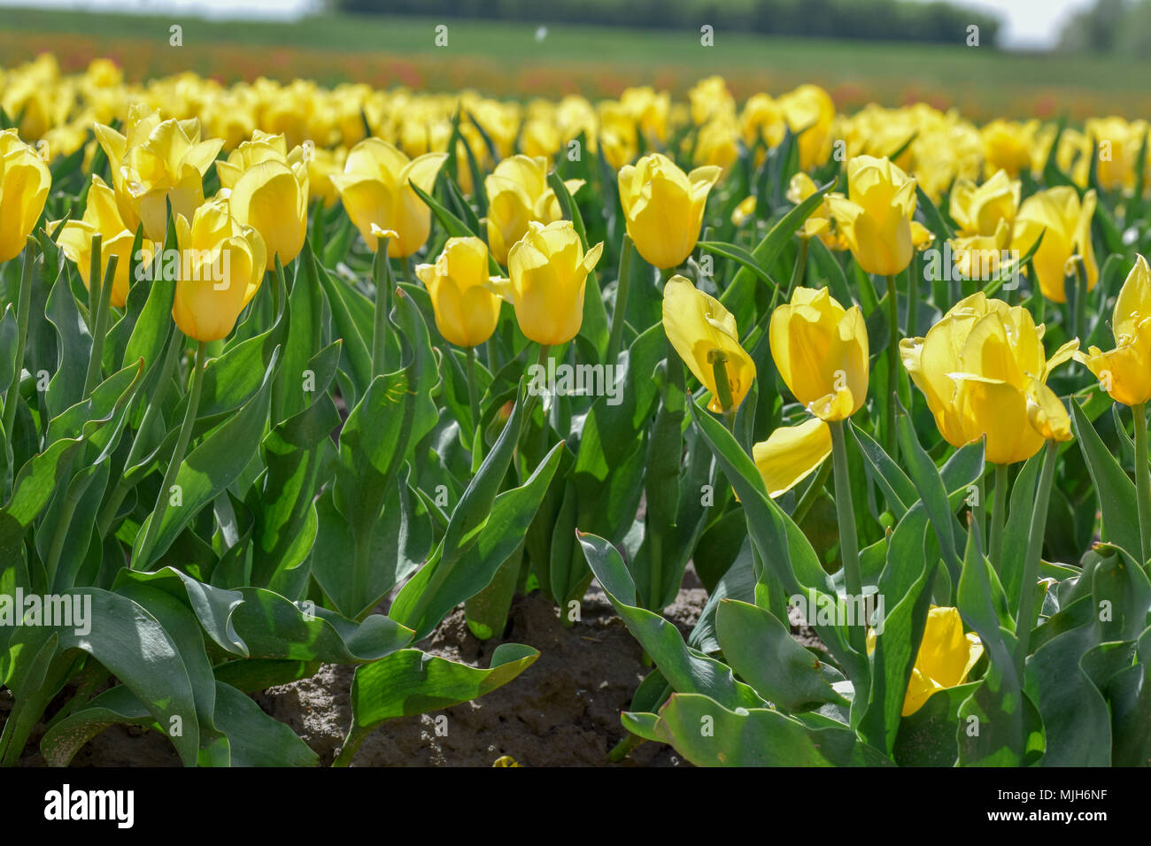 Field of yellow tulips in Holland Stock Photo - Alamy
