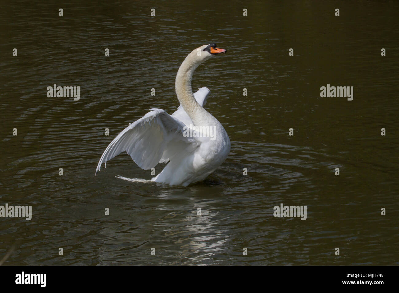 Swan flapping its wings hi-res stock photography and images - Alamy