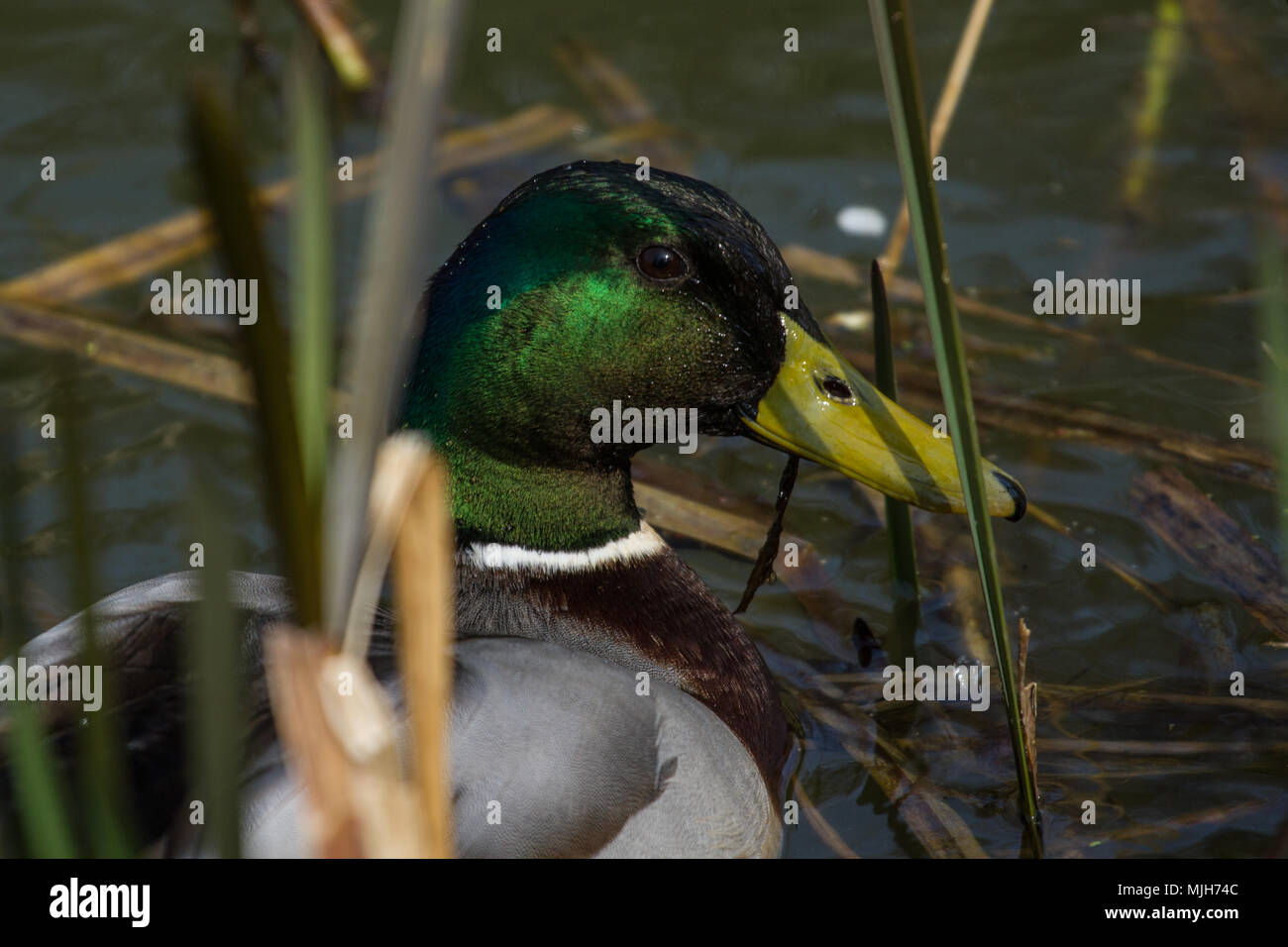 photo portrait of a Male Mallard duck in the reeds on a sunny day Stock ...
