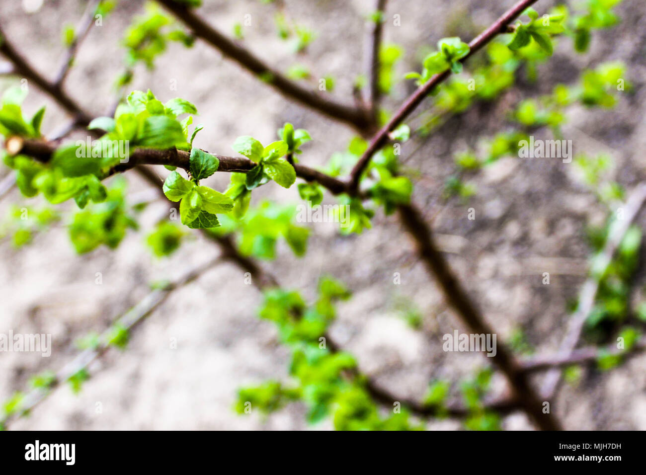 The little tree Stock Photo - Alamy