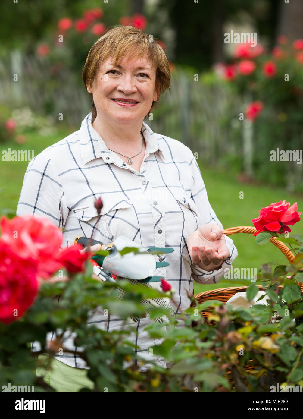glad mature woman gardener taking care of red bush roses outdoors on ...