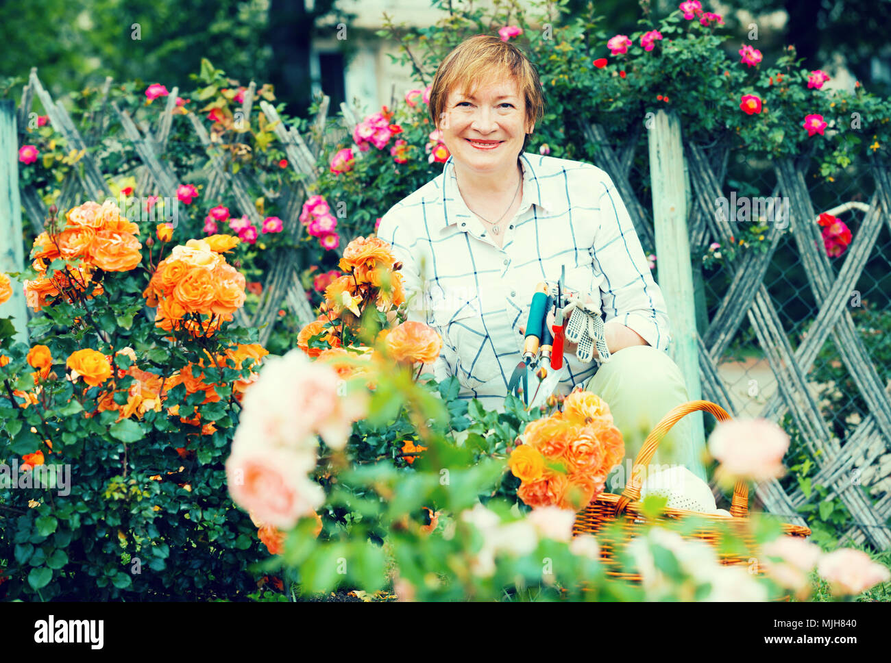 portrait of cheerful retiree woman gardening bush roses outdoors in ...