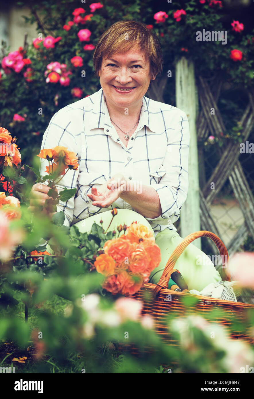 portrait of cheerful retiree woman gardening bush roses outdoors in ...