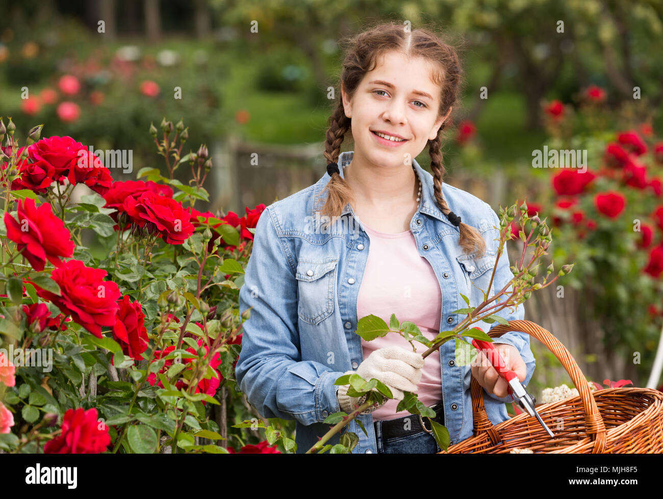 positive female posing near roses and holding a basket in the garden ...