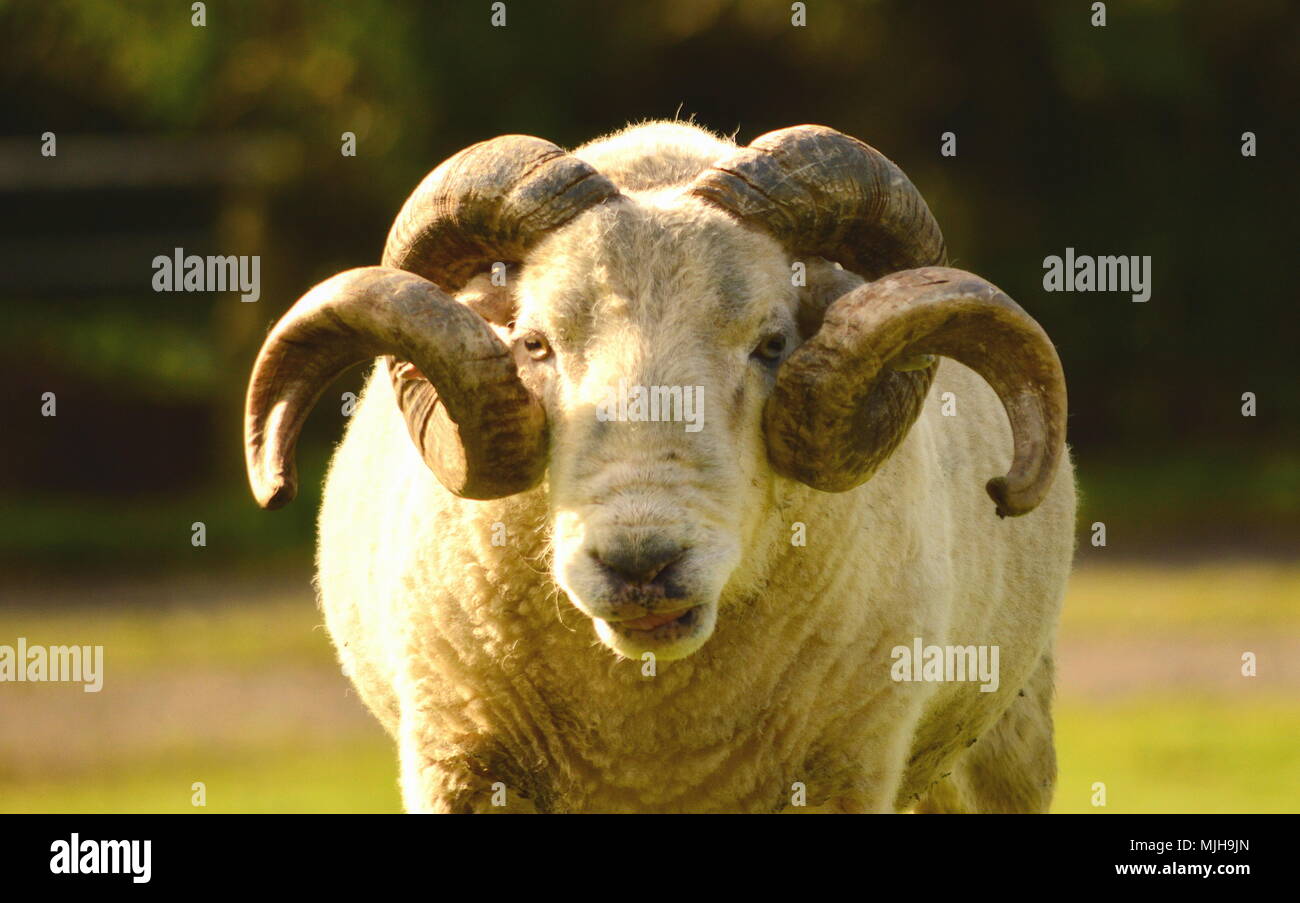 Wiltshire Horned Ram Stock Photo - Alamy