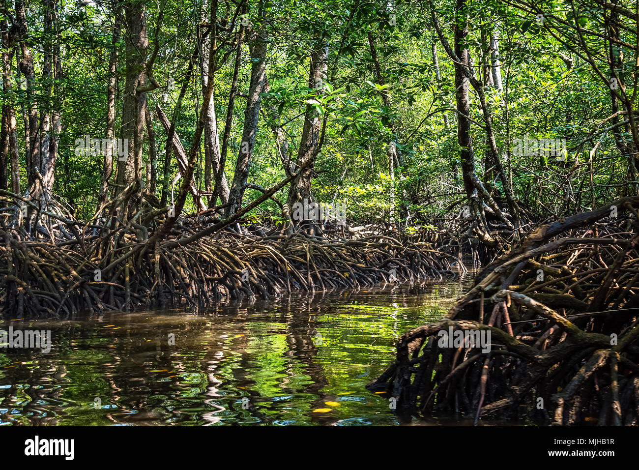 Mangrove swamp with dense foliage at Baratang island Andaman, India ...