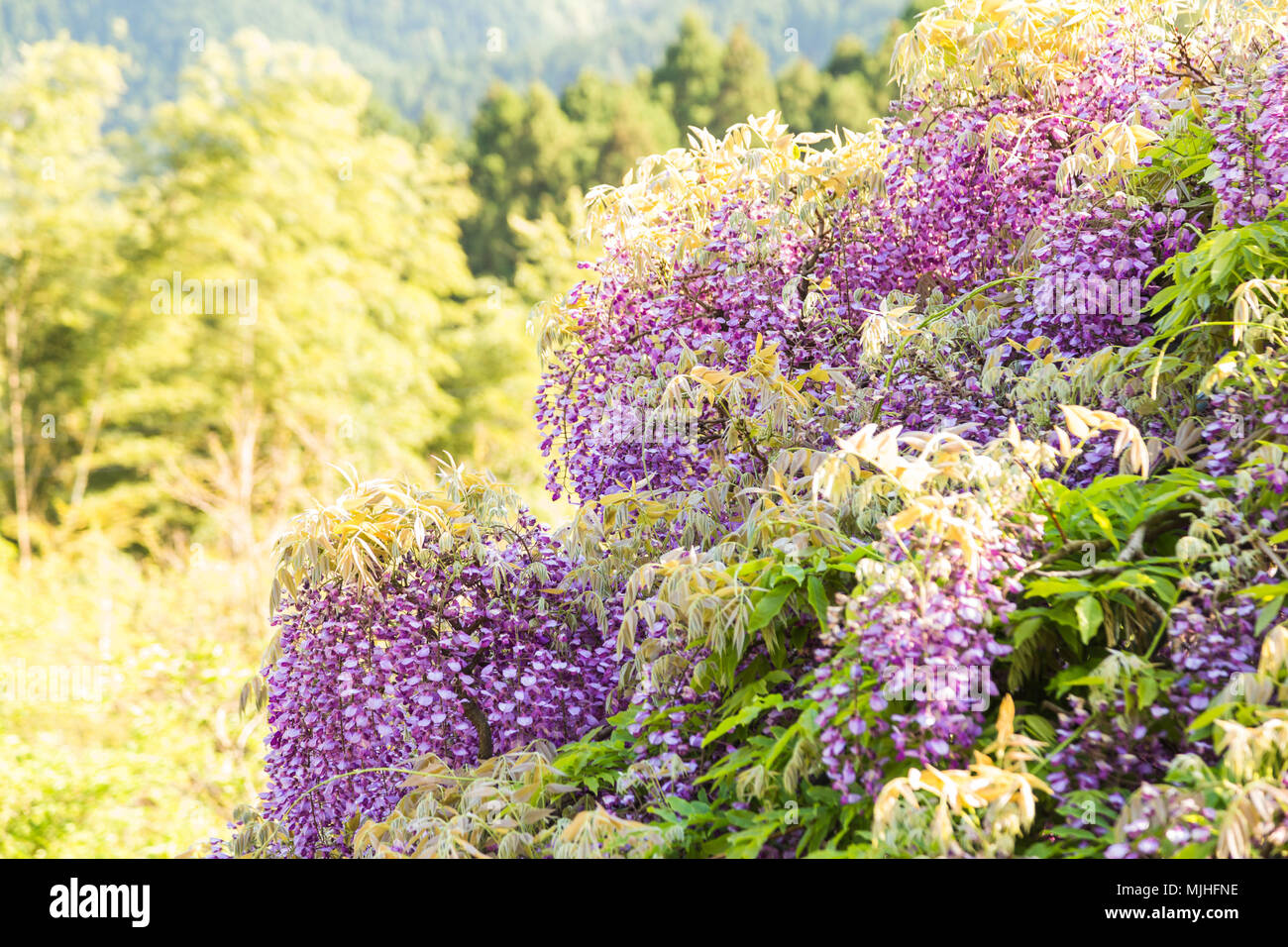 Soft focus landscape hi-res stock photography and images - Alamy