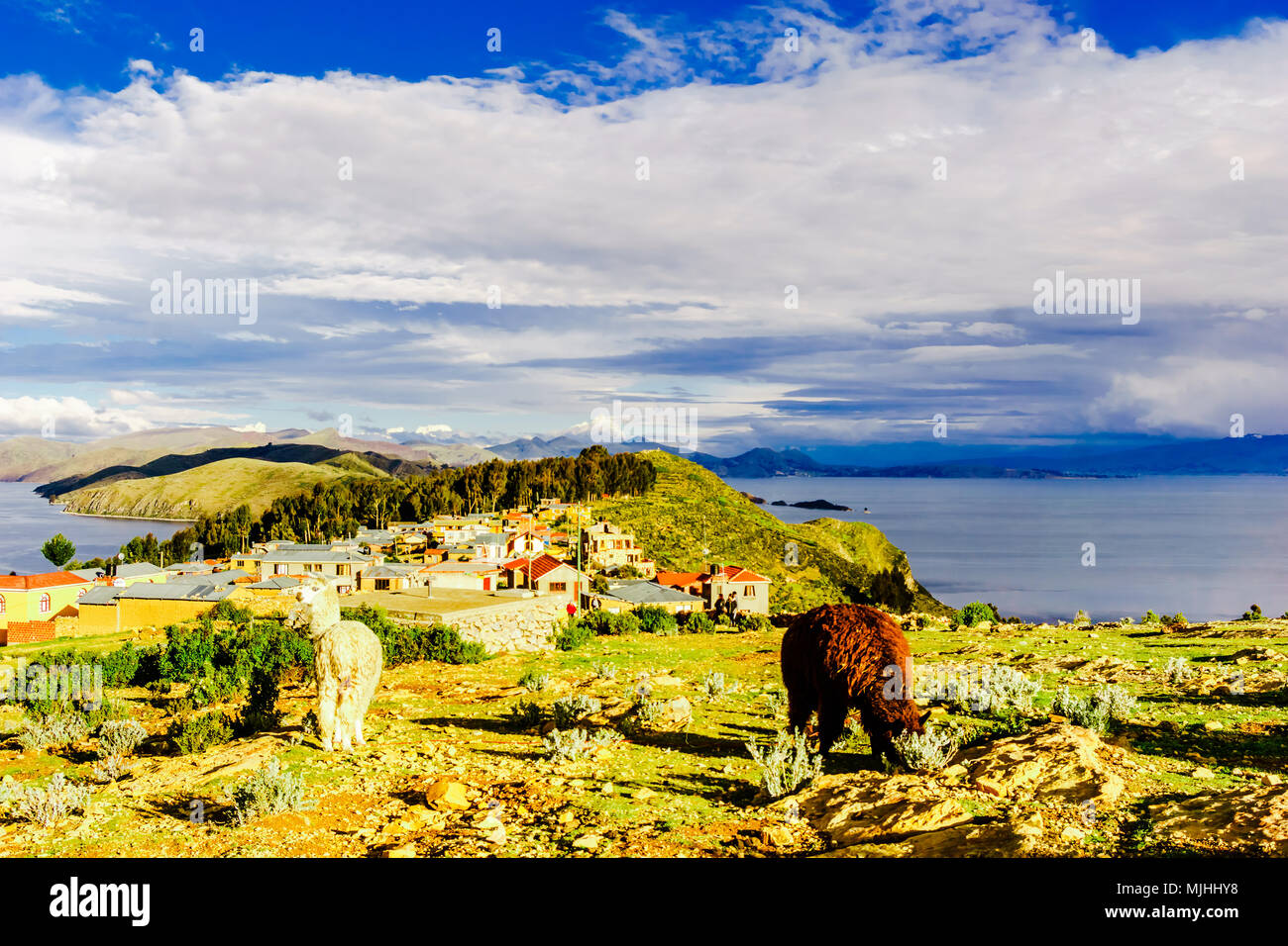 Llamas del sol hi-res stock photography and images - Alamy