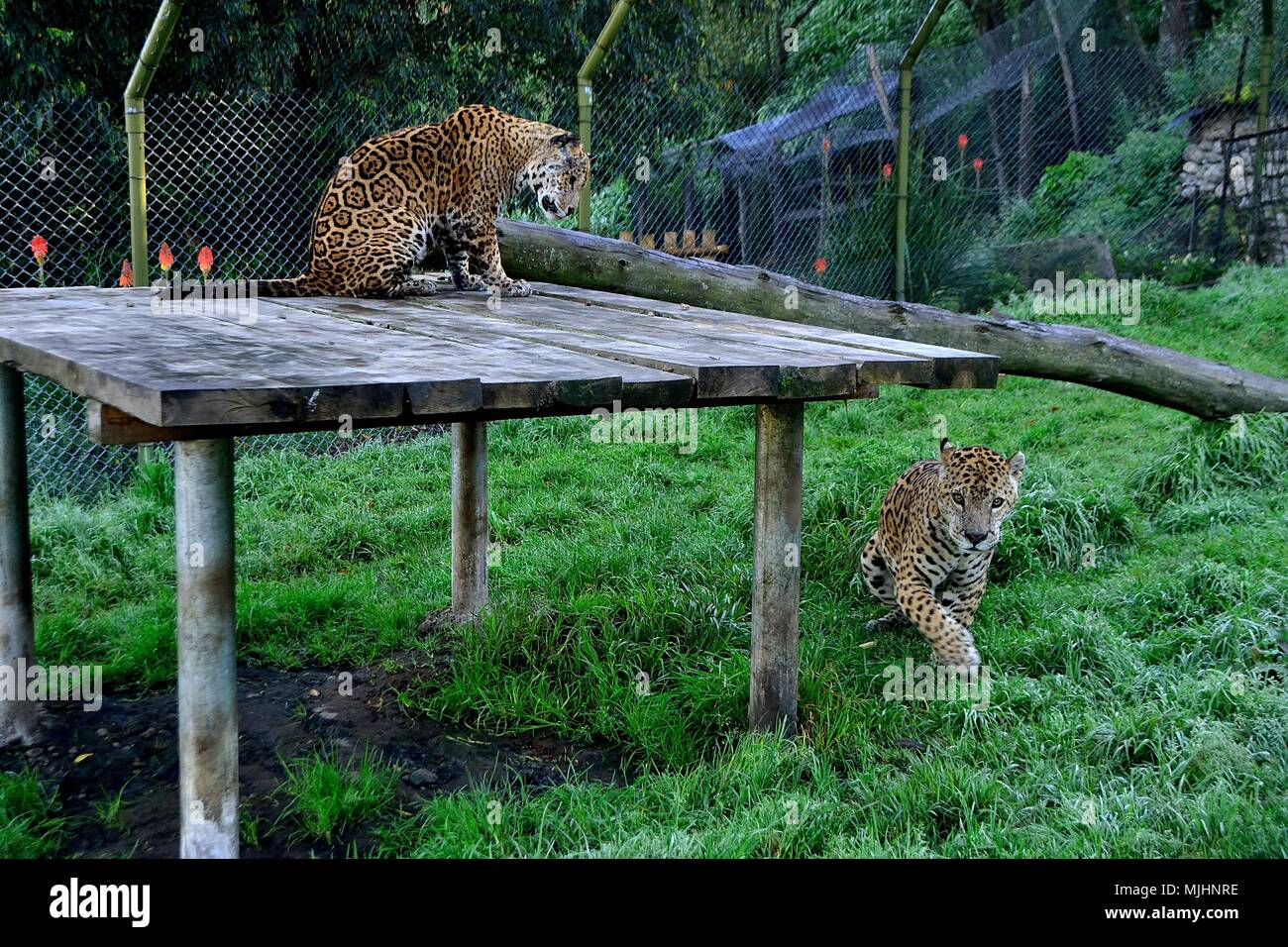 Jaguar fight hi-res stock photography and images - Alamy