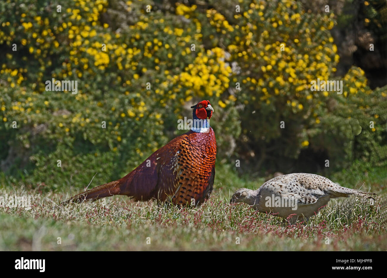 Cock and Hen Pheasant Stock Photo - Alamy