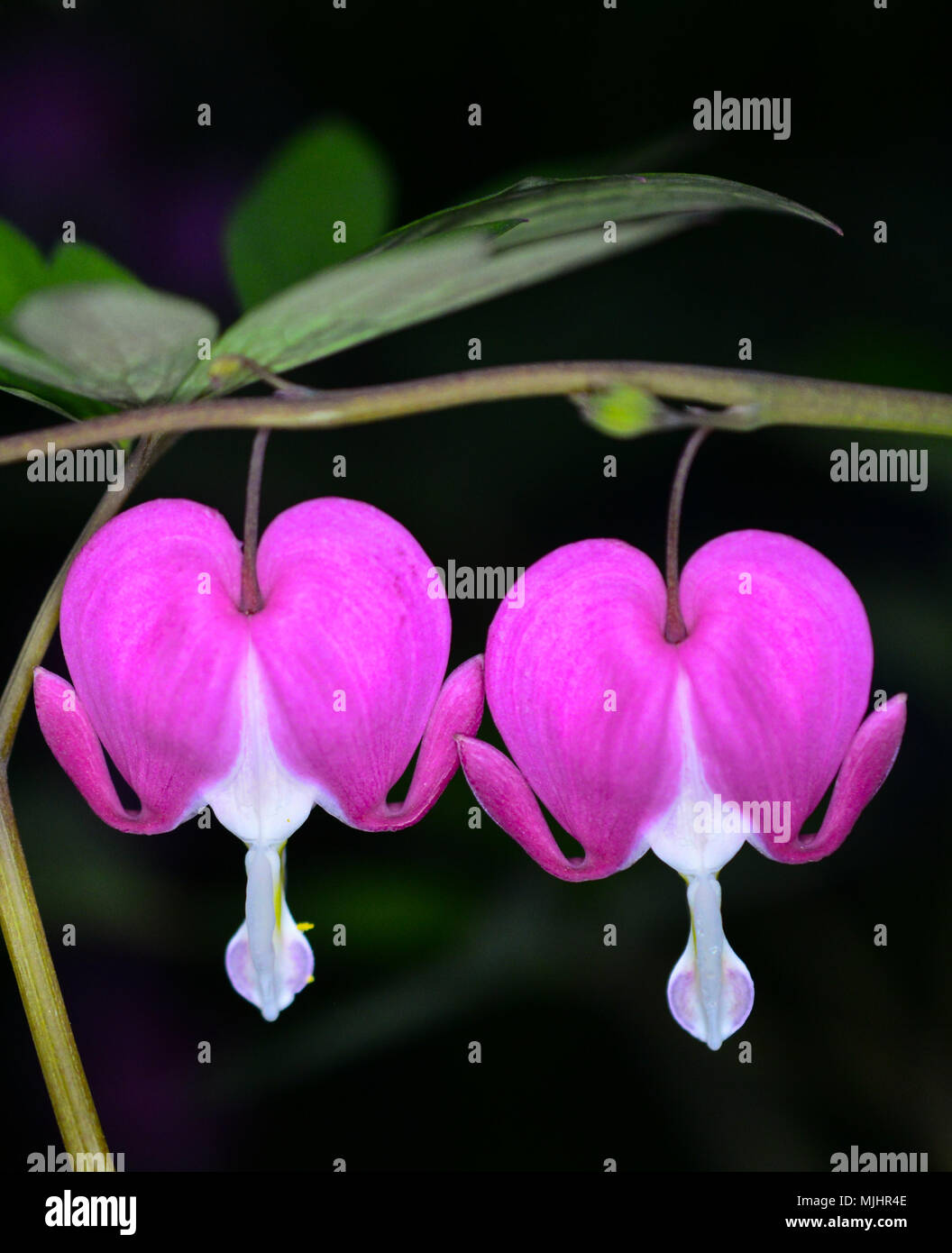 bleeding heart flowers , closeup, dark background,image of a Stock ...