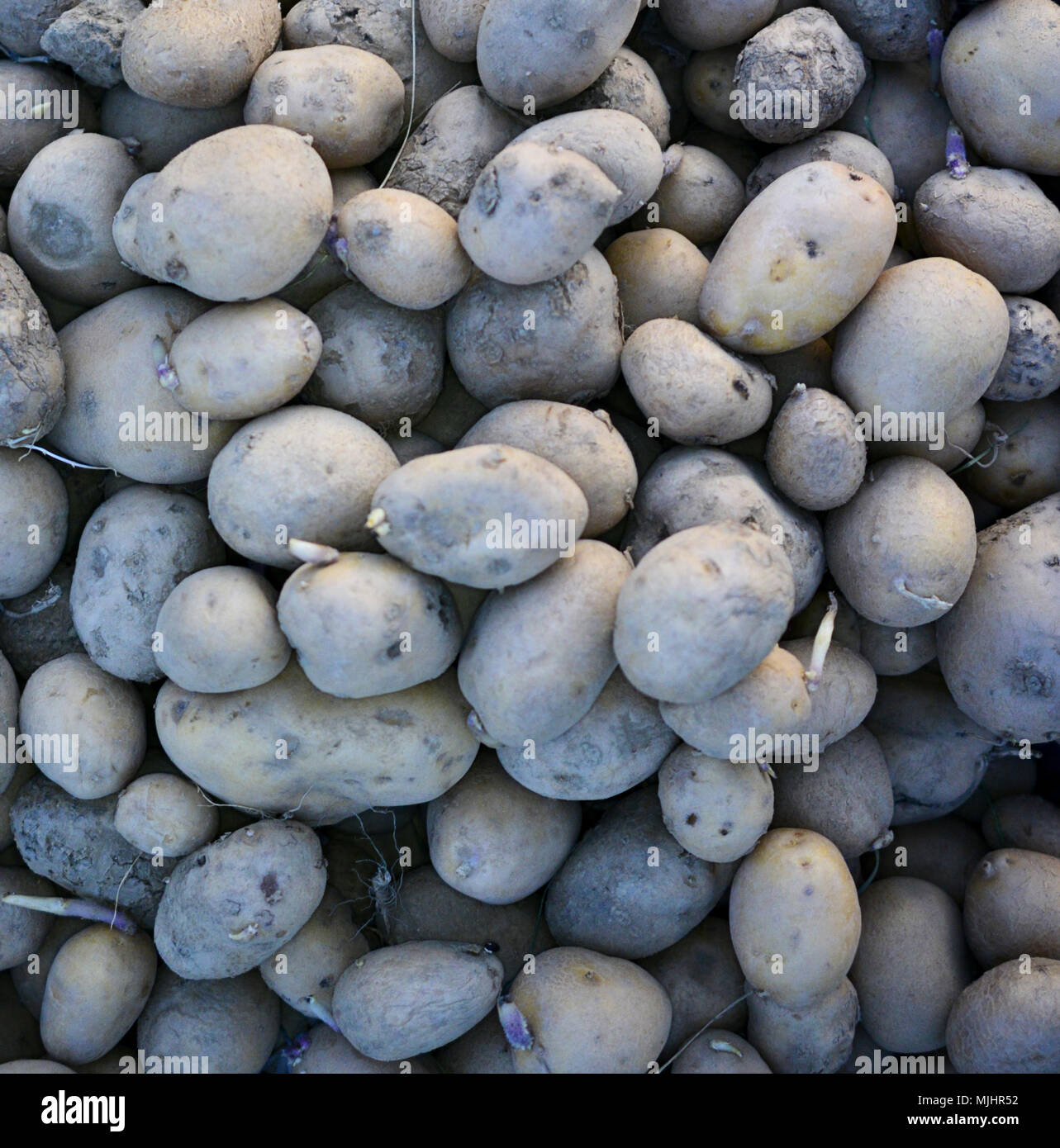 Rotten Potatoes High Resolution Stock Photography and Images - Alamy