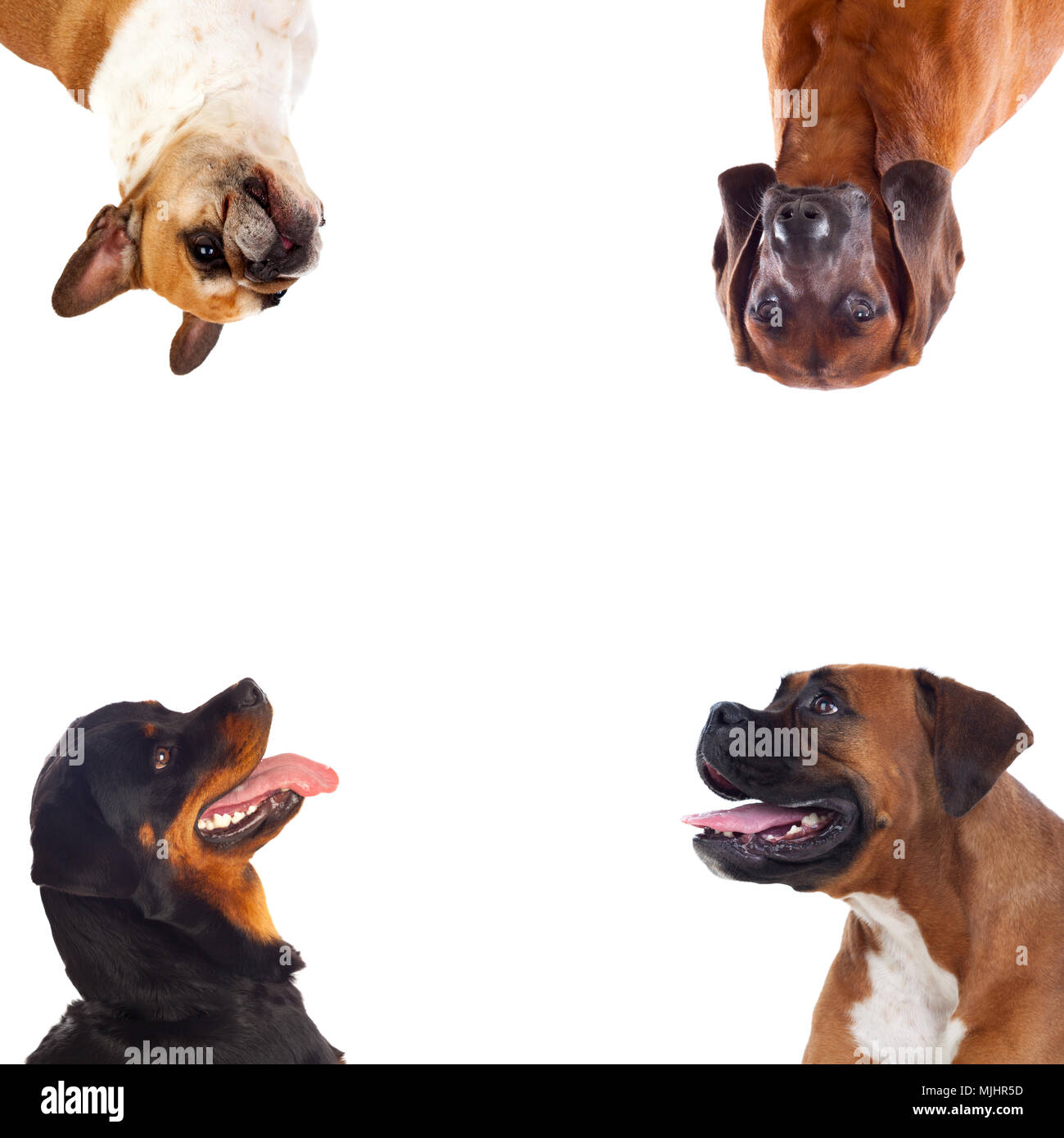 Domestic dog four dogs different hi-res stock photography and images ...