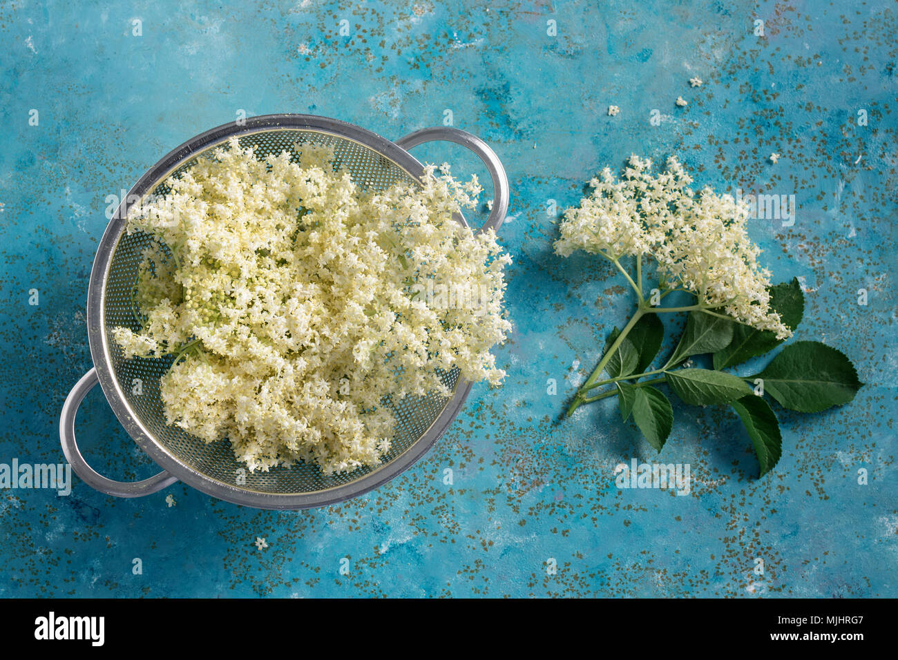 Elderflower blossom flower in colander. The flowers are edible and can ...