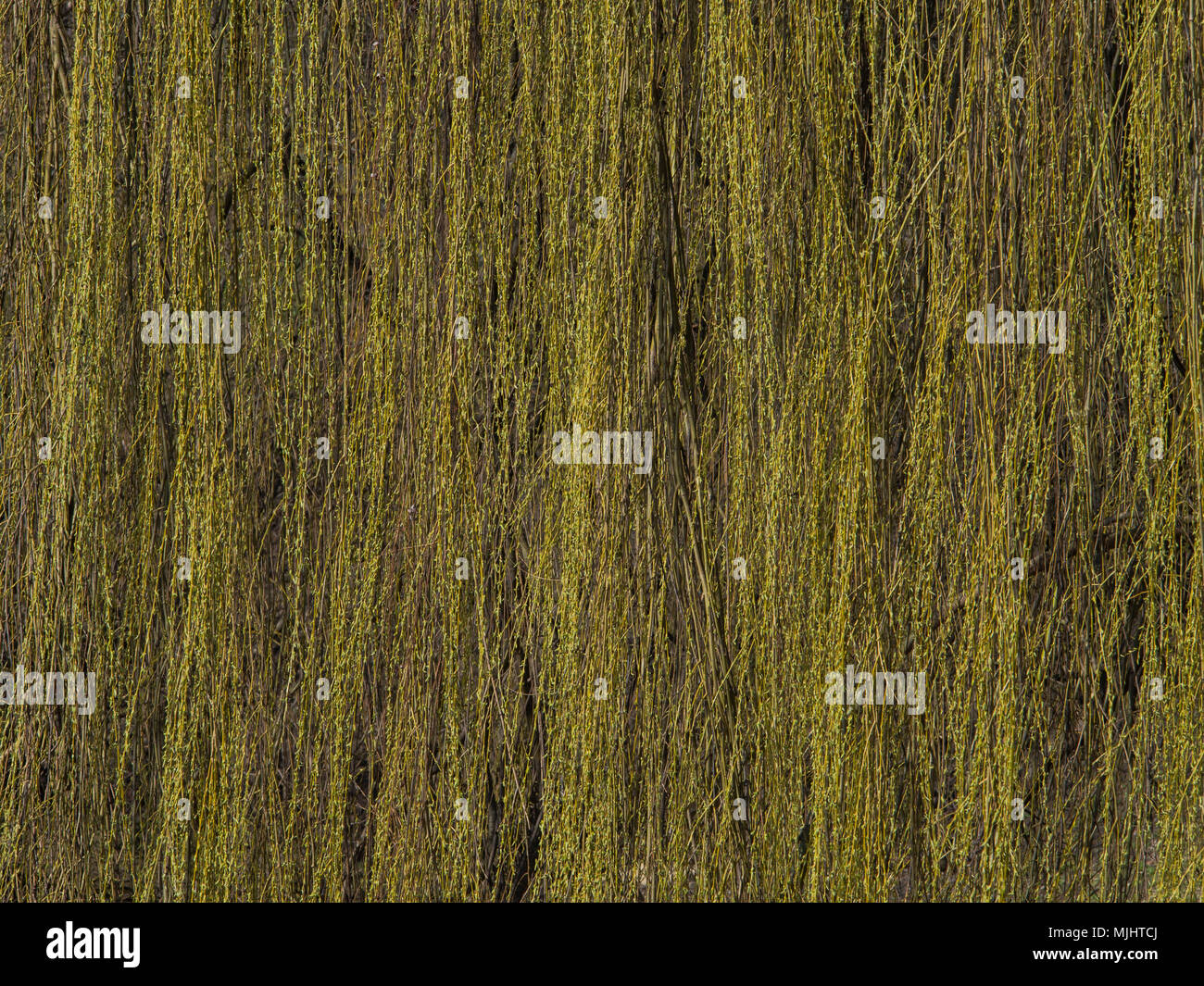 Background. Pliant branches of weeping willow weeping with small green leaves. Salix babylonica ...