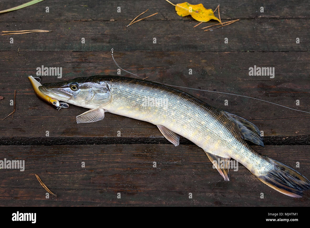 Freshwater Northern pike fish know as Esox Lucius on vintage wooden ...