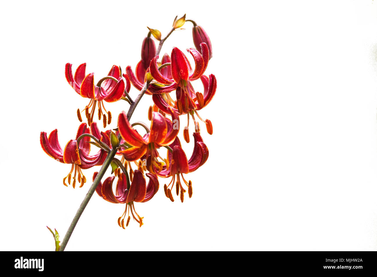 Red detailed flower isolated on white background Stock Photo - Alamy