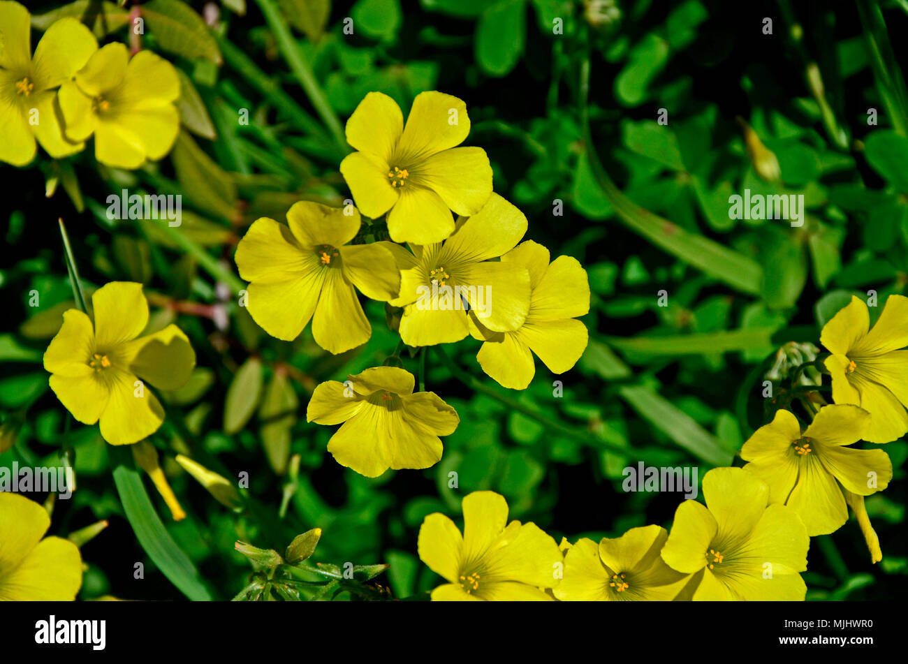 Cape sorrel hi-res stock photography and images - Alamy