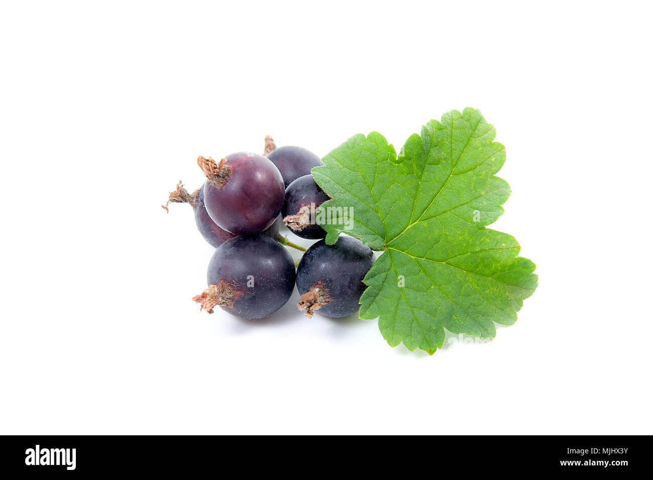 Close up view of black currant berry isolated on white background. A ...