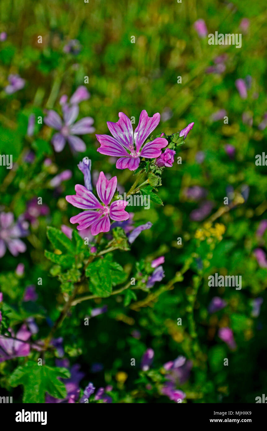 Tree mallow hi-res stock photography and images - Alamy