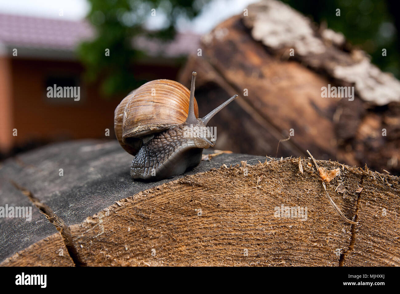 Roman Snail - Helix pomatia. Helix pomatia, common names the Roman ...