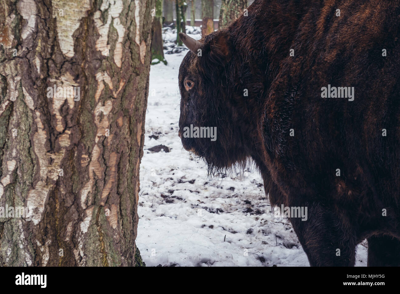 Cattle and European bison hybrid called Zubron in animal Show Reserve ...