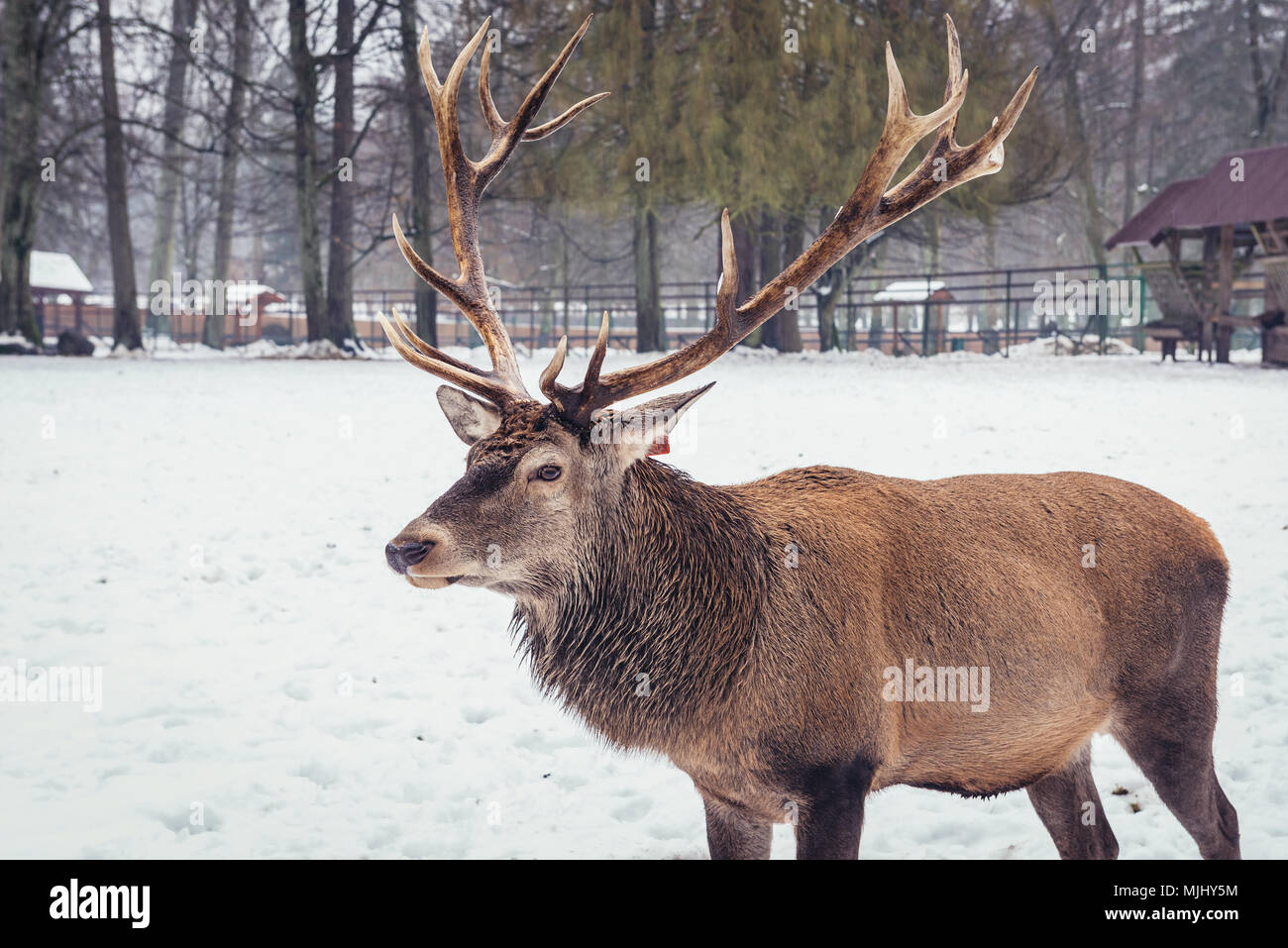 Deer in animal Show Reserve in Bialowieza village located in the middle ...