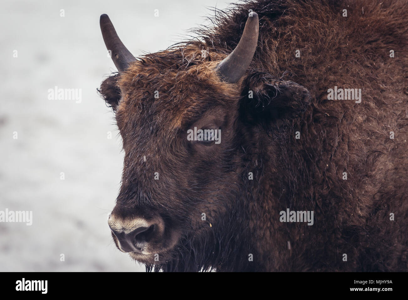 Young European bison in animal Show Reserve in Bialowieza village ...