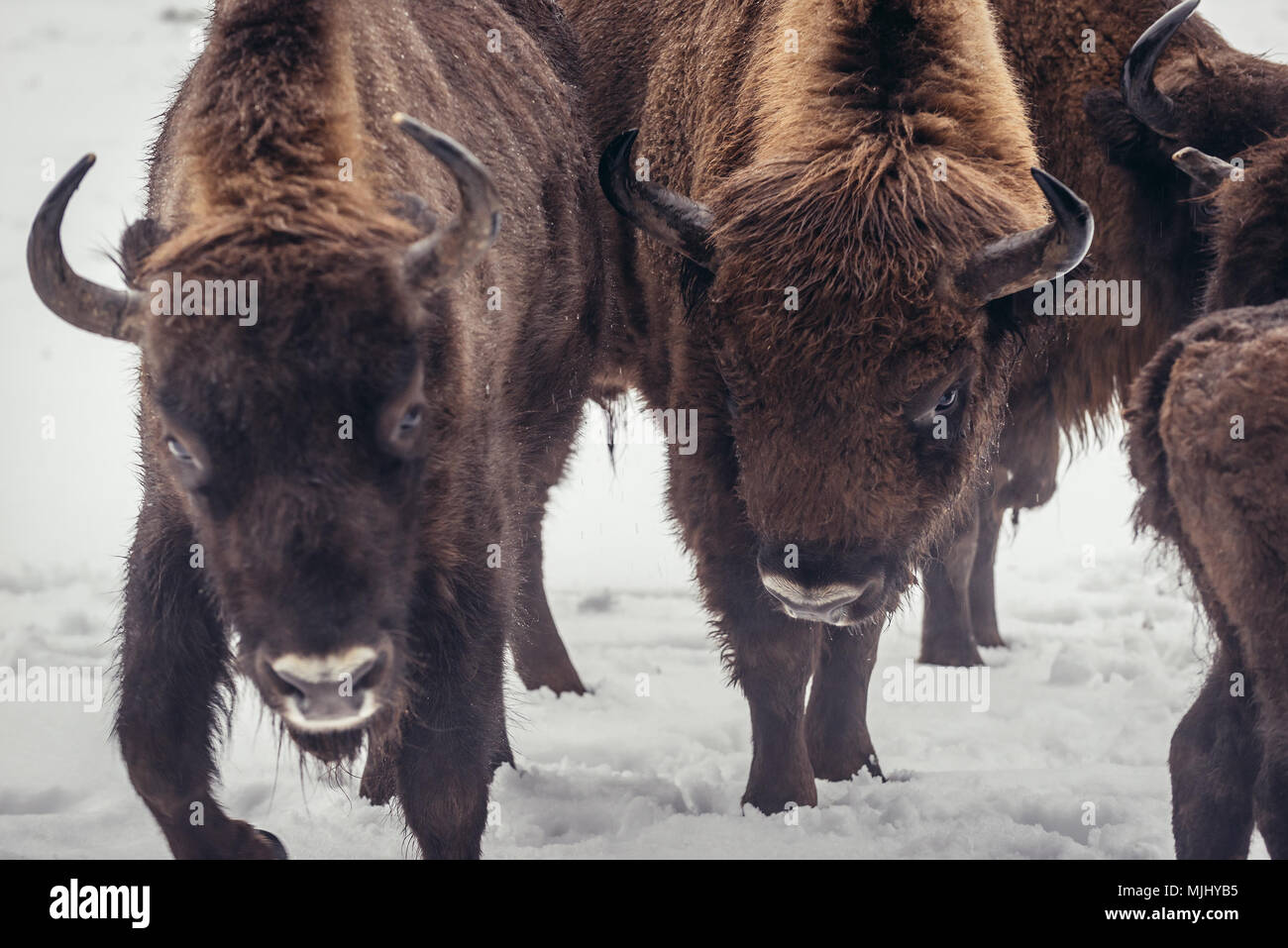 Herd of European bison in animal Show Reserve in Bialowieza village ...
