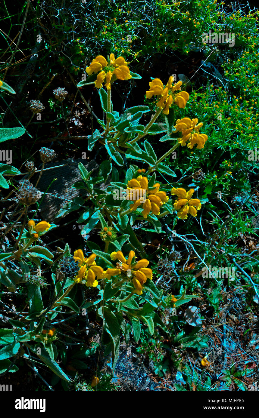 Yellow Phlomis Stock Photos & Yellow Phlomis Stock Images - Alamy
